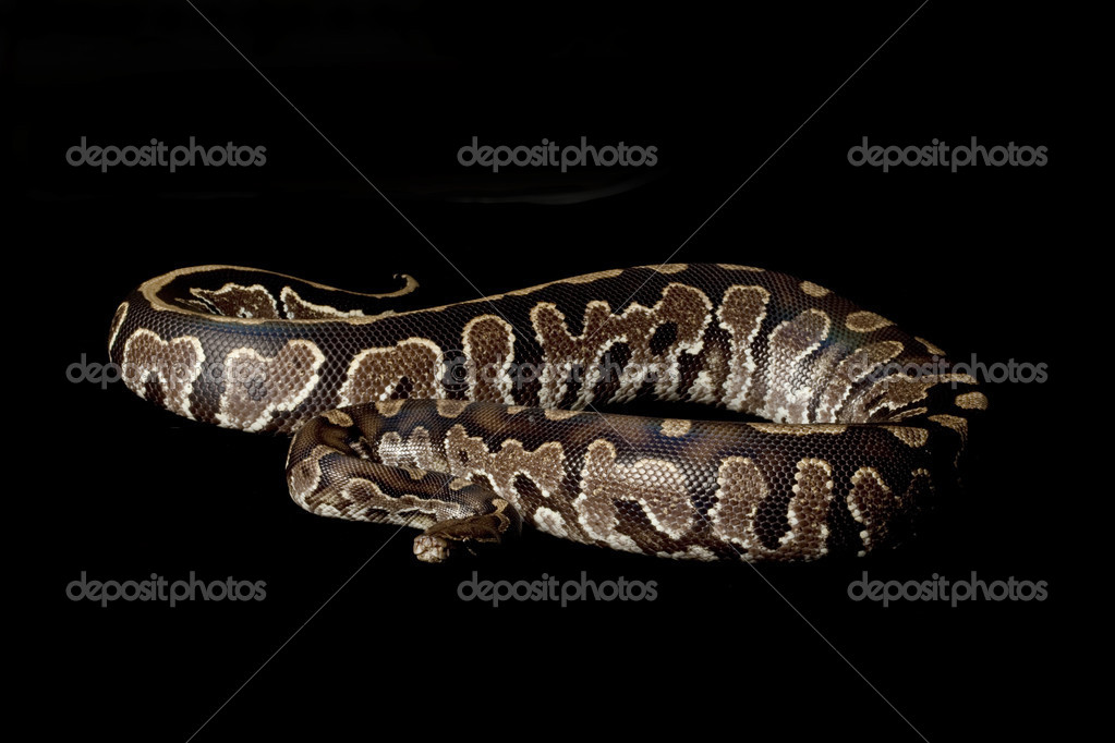 Borneo black blood python and ball python hybrid — Stock Photo ...