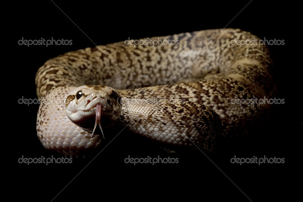 Granit Burmese python — Stock Photo © fivespots #25859705