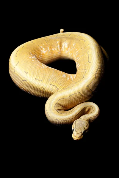 Golden snake Stock Photos, Royalty Free Golden snake Images | Depositphotos