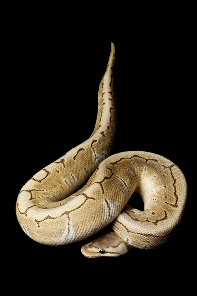 Black albino Stock Photos, Royalty Free Black albino Images | Depositphotos