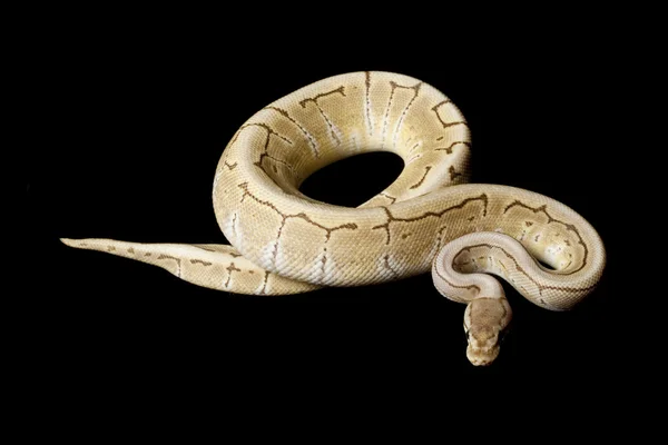 Ghost killer bee ball python Stock Photo by ©fivespots 25862425