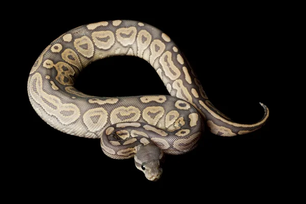 Mojave snake Stock Photos, Royalty Free Mojave snake Images | Depositphotos