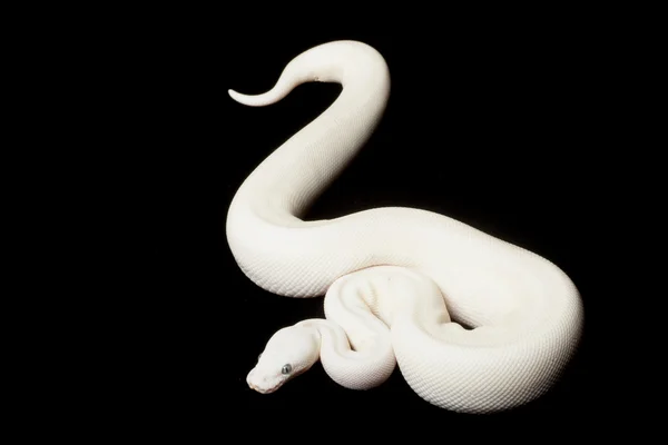 Blue-eyed leucistic ball python — Stock Photo © fivespots #25861379
