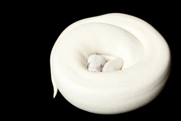 Blue-eyed leucistic ball python — Stock Photo © fivespots #25861379