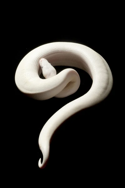 Blue-eyed leucistic ball python — Stock Photo © fivespots #25861379