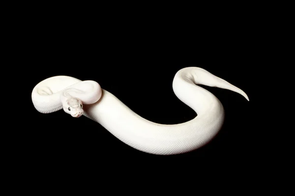 Blue-eyed leucistic ball python — Stock Photo © fivespots #25861379