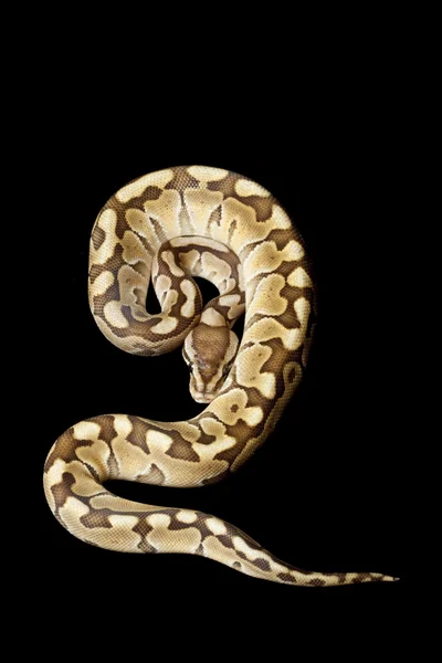 Pastel lesser platinum ball python — Stock Photo © fivespots #25862737