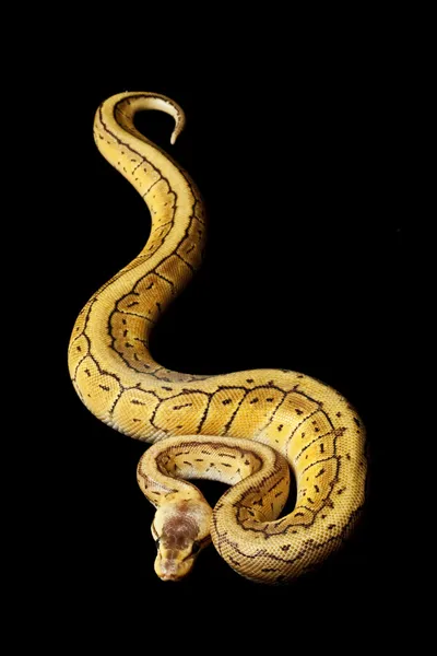 Spider Mojave ball python — Stock Photo © fivespots #25861943