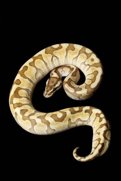 Pastel lesser platinum ball python — Stock Photo © fivespots #25862737