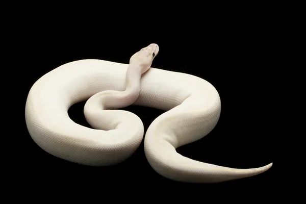 Blue-eyed leucistic ball python — Stock Photo © fivespots #25861379