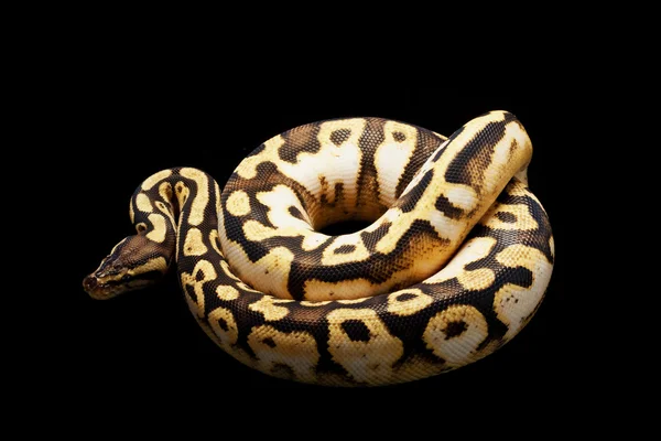 Fotos de Diamond pythons, Imagens de Diamond pythons sem royalties ...