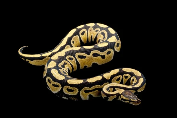 Golden snake Stock Photos, Royalty Free Golden snake Images | Depositphotos