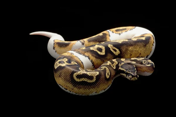 Guiso Stock Photos, Royalty Free Guiso Images | Depositphotos