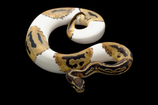 Python spur Stock Photos, Royalty Free Python spur Images | Depositphotos