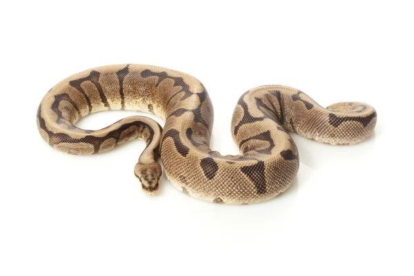 Ball Python — Stock Photo © fivespots #25820845