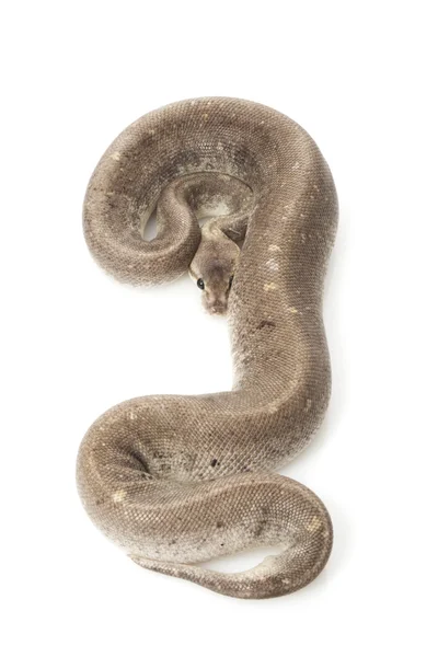 Silver Bullet Ball Python