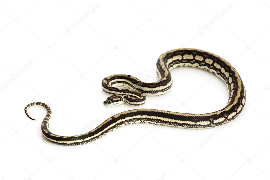 Tri-striped Coastal Carpet Python — Stock Photo © fivespots #25860031