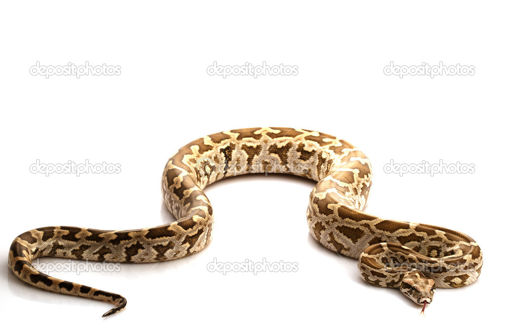 Indian Python Wallpapers