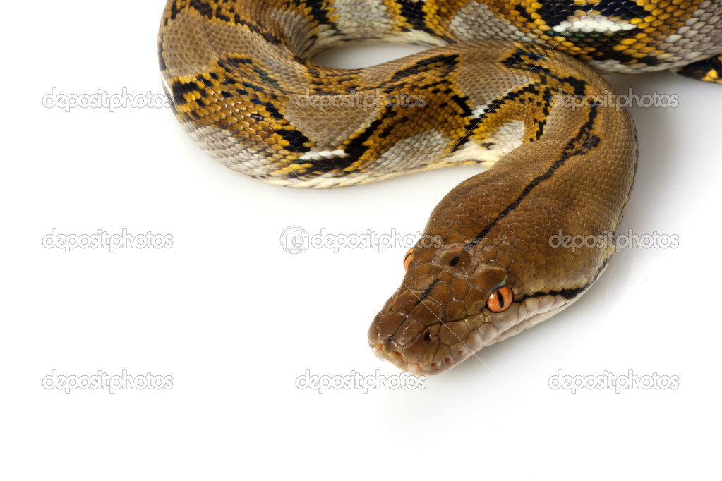 Reticulated Python Stock Photo by ©fivespots 25860161 Reticulated Python Stock Photo by ©fivespots 25860161