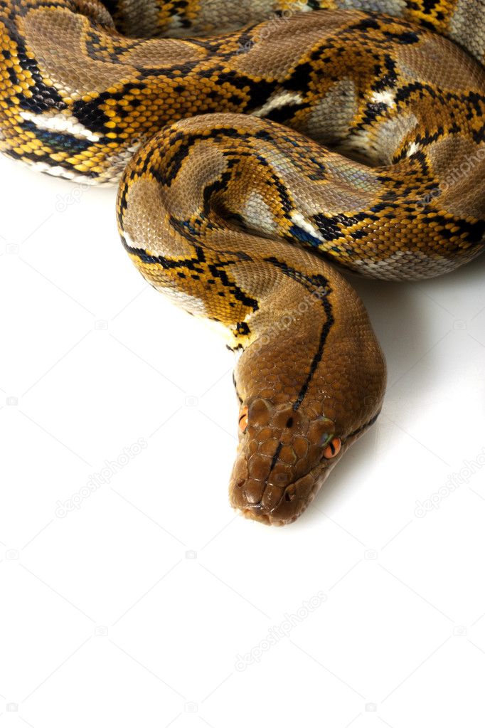 Reticulated Python — Stock Photo © fivespots #25860179 Reticulated Python — Stock Photo © fivespots #25860179