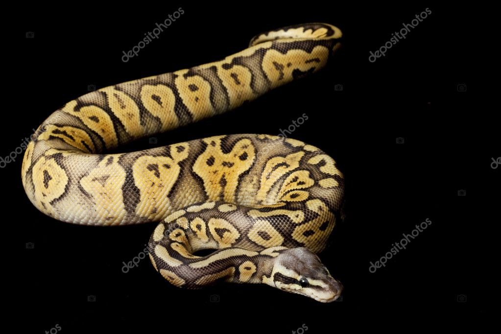 Super pastel orange ghost ball python — Stock Photo © fivespots #25860851