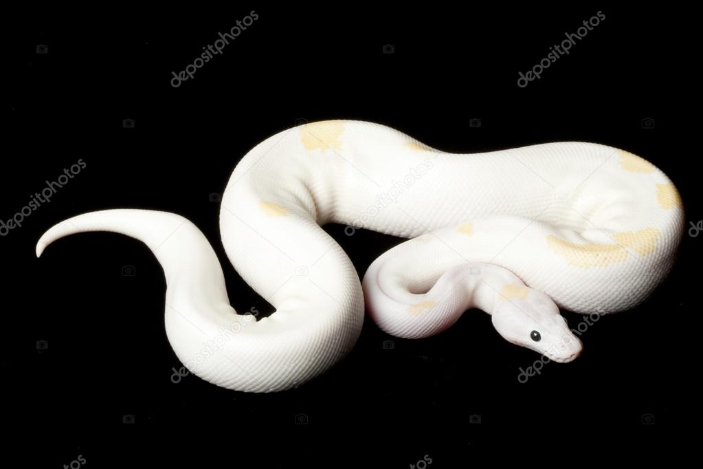 Leucistic Ball Python