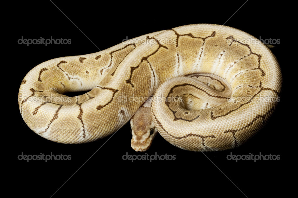 Ghost pinstripe ball python — Stock Photo © fivespots #25861085