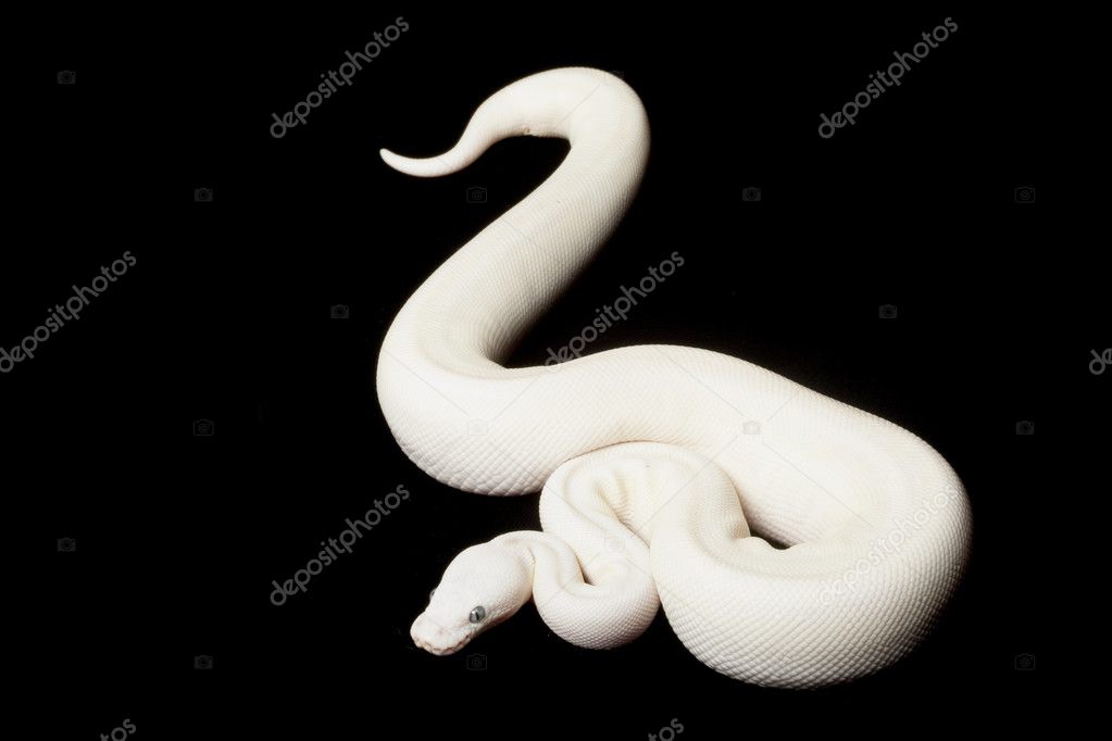 Blue-eyed leucistic ball python — Stock Photo © fivespots #25861379