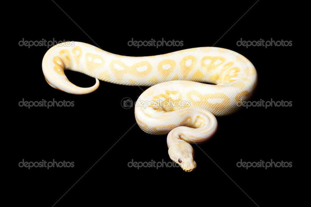 Lavender cinnamon ball python — Stock Photo © fivespots #25861529