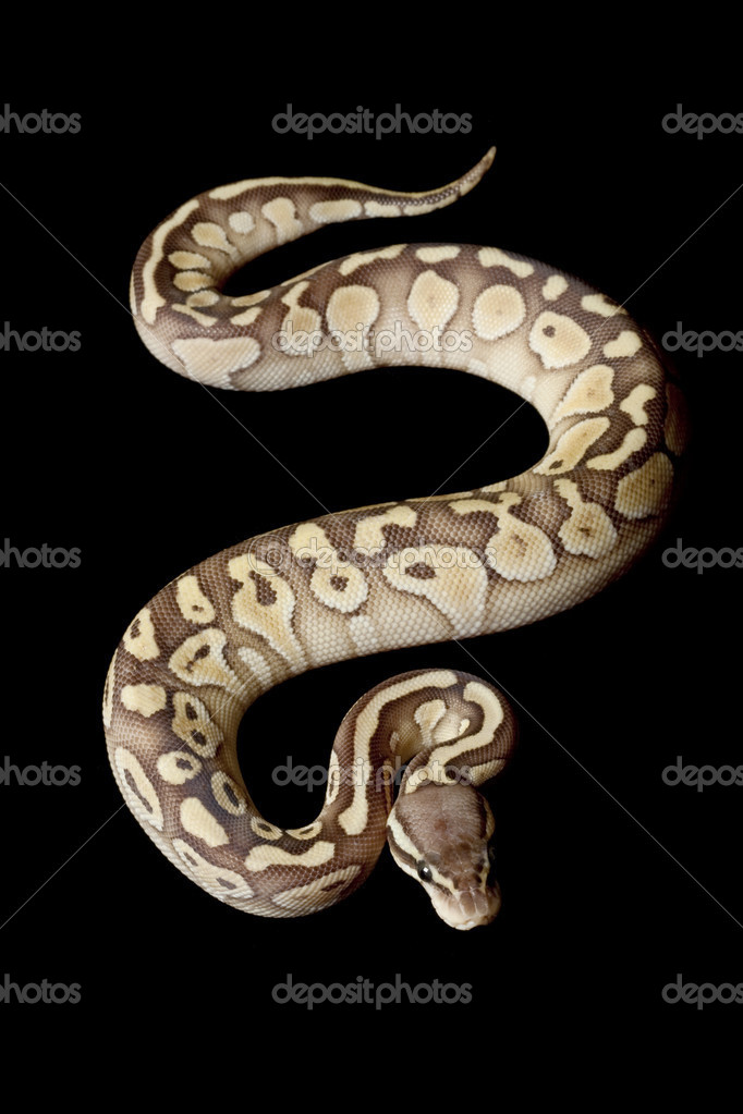 Lesser Ball Python