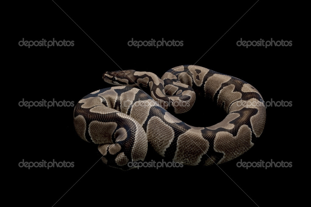 Axanthic ball python — Stock Photo © fivespots #25861913