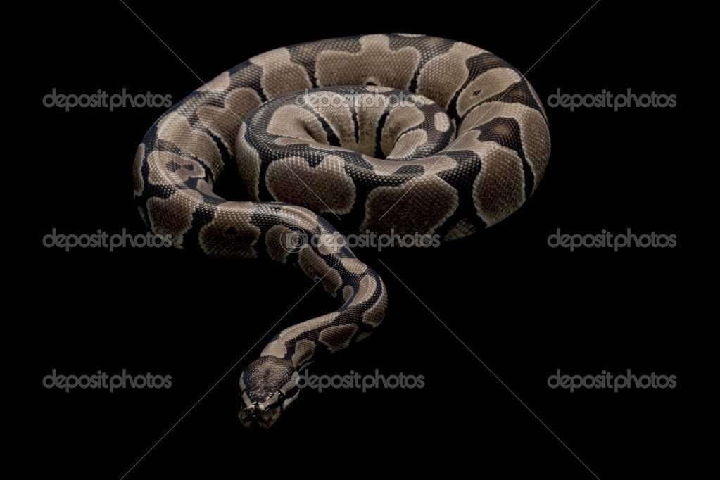 Black Axanthic Ball Python