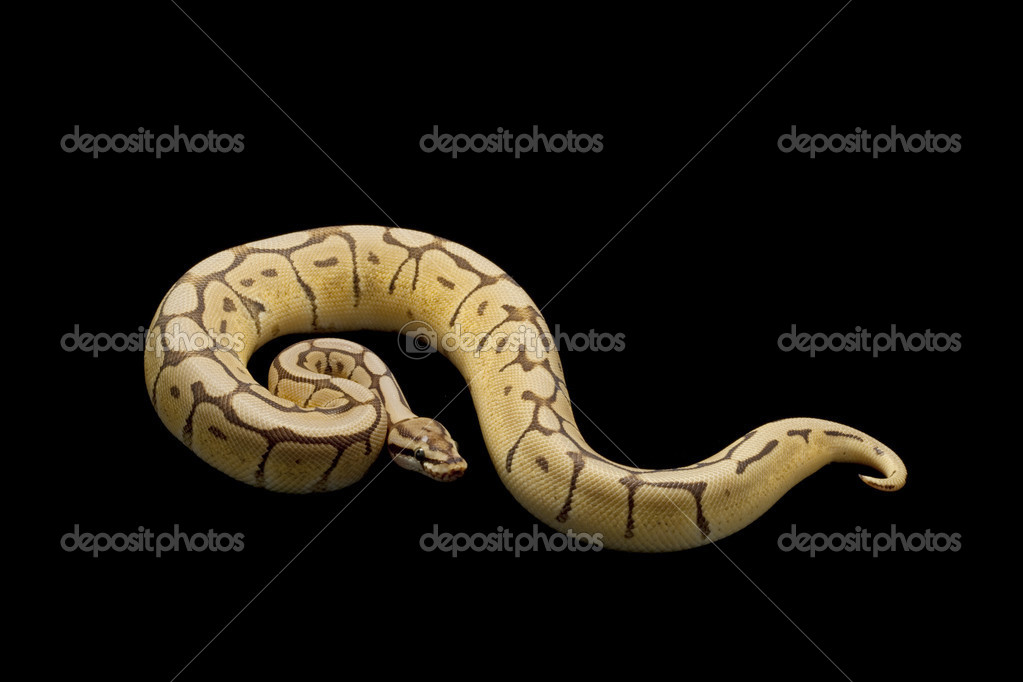 Spider Mojave ball python — Stock Photo © fivespots #25861943