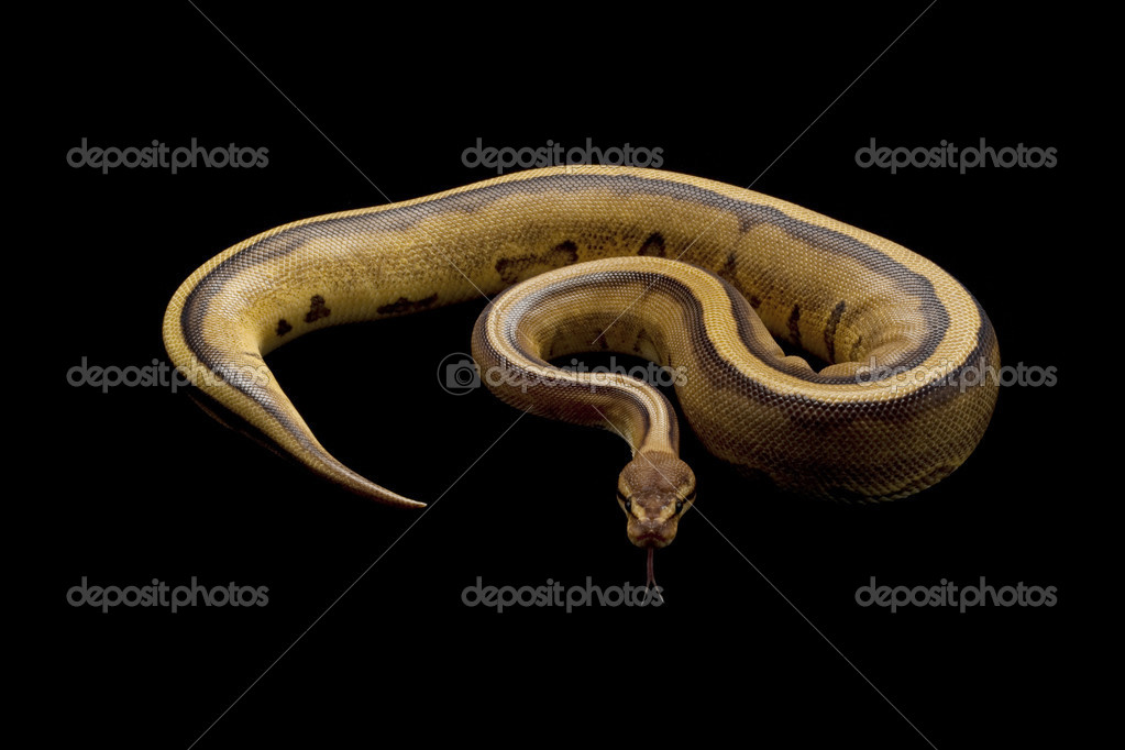 Red Axanthic Genetic Stripe Ball Python