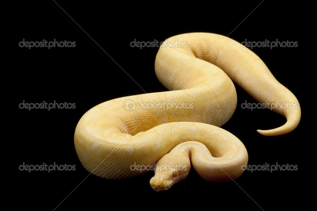 Albino Spider Ball Python