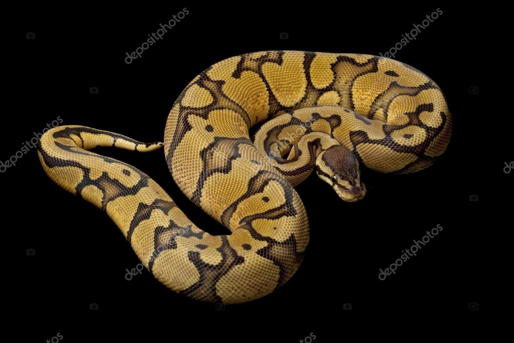 Pastel red stripe ball python — Stock Photo © fivespots #25862223