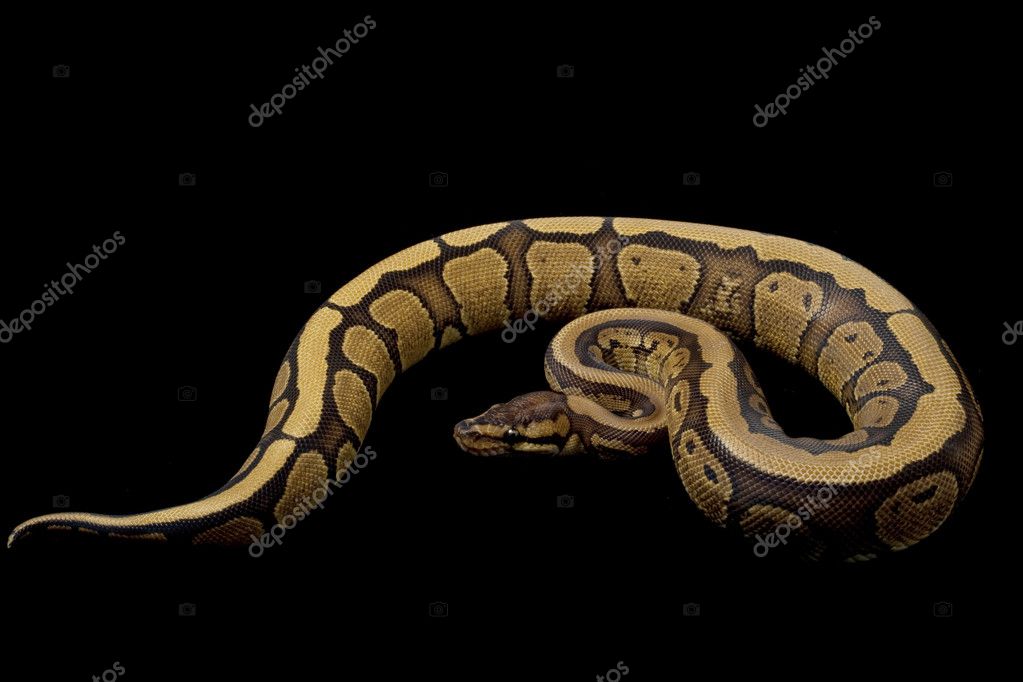 Red stripe ball python Stock Photo by ©fivespots 25862235