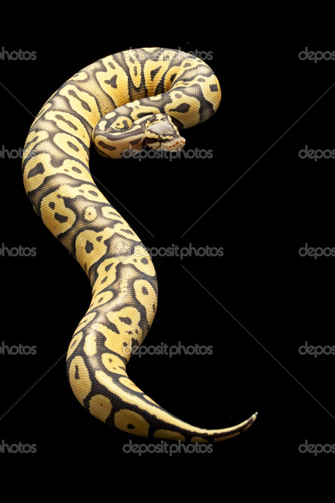 Super pastel ghost ball python — Stock Photo © fivespots #25862379