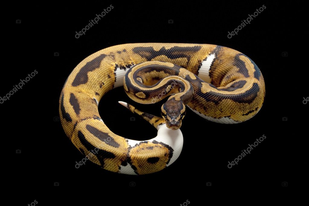 Piebald ball python Stock Photo by ©fivespots 25862383