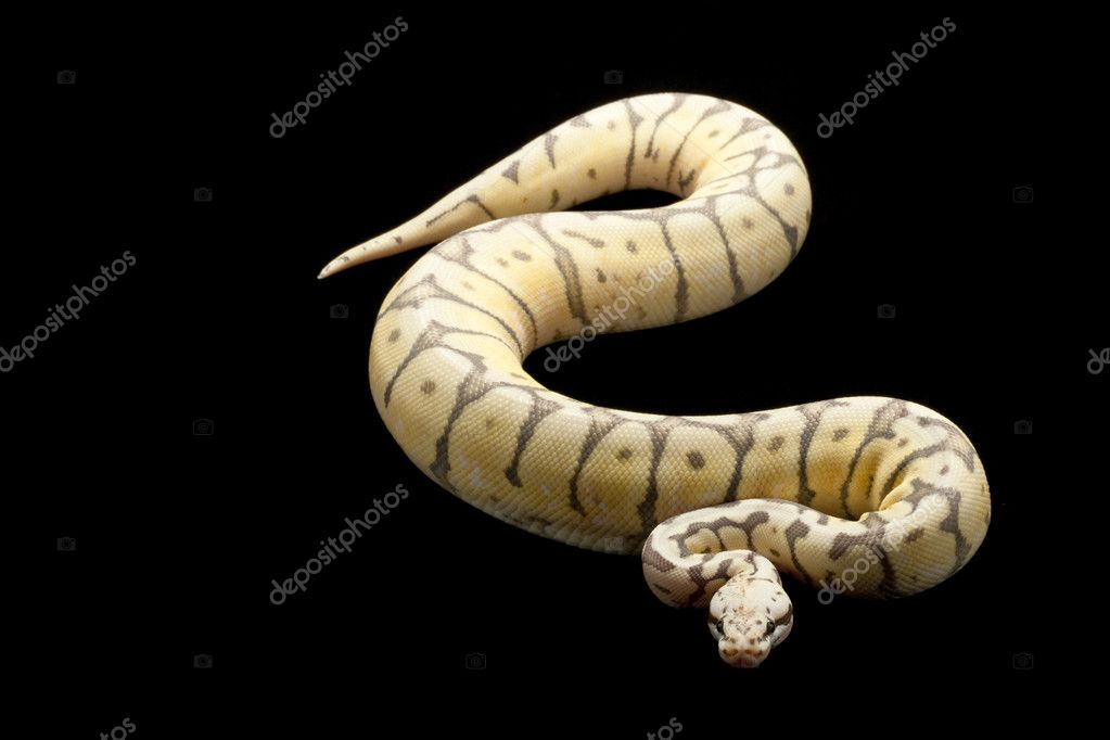 Ghost killer bee ball python Stock Photo by ©fivespots 25862425