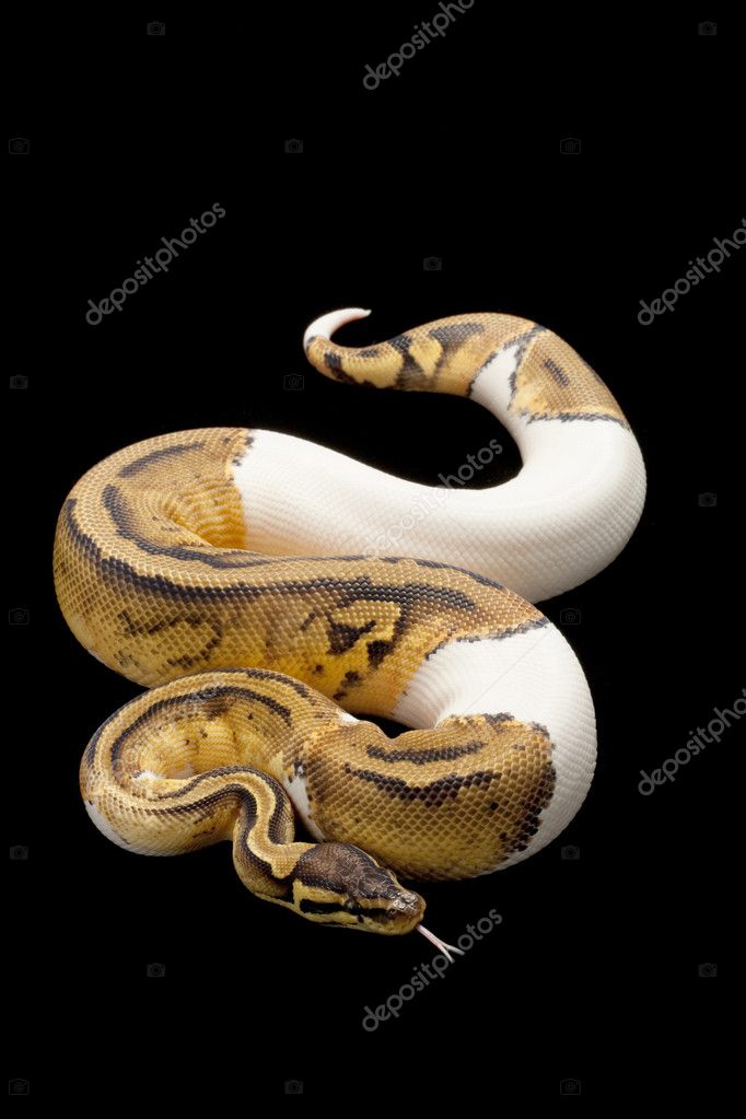 Pastel piebald ball python Stock Photo by ©fivespots 25862461