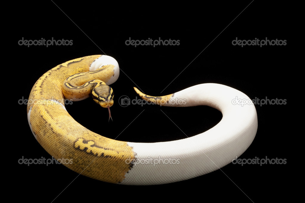 Pastel ghost piebald ball python — Stock Photo © fivespots #25862523