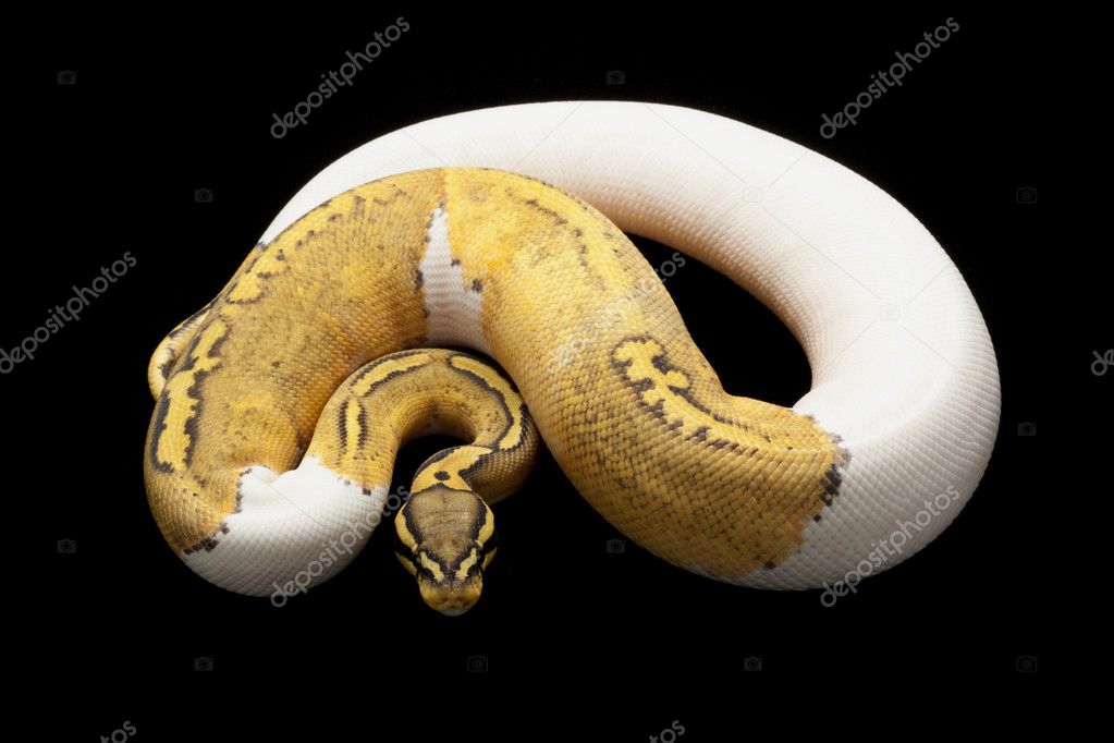 Pastel ghost piebald ball python Stock Photo by ©fivespots 25862525