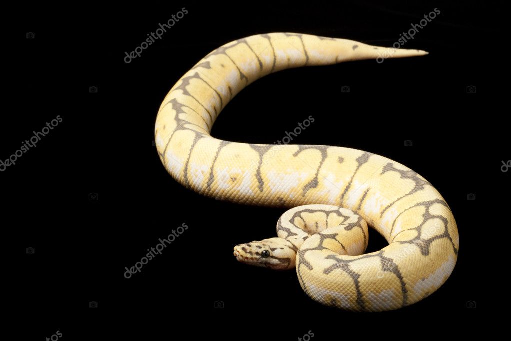 Ghost bumble bee ball python Stock Photo by ©fivespots 25862623
