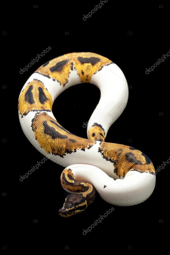 Piebald ball python — Stock Photo © fivespots #25862659