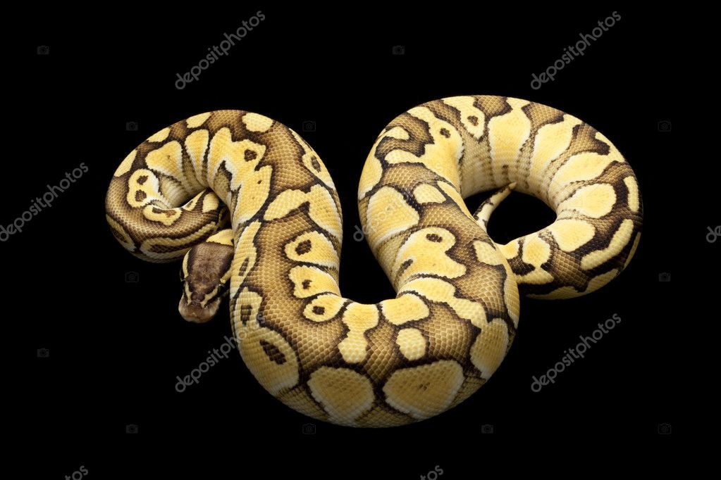 Pastel lesser platinum ball python — Stock Photo © fivespots #25862737