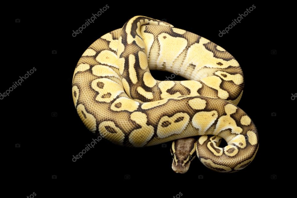 Pastel Lesser Bee Ball Python