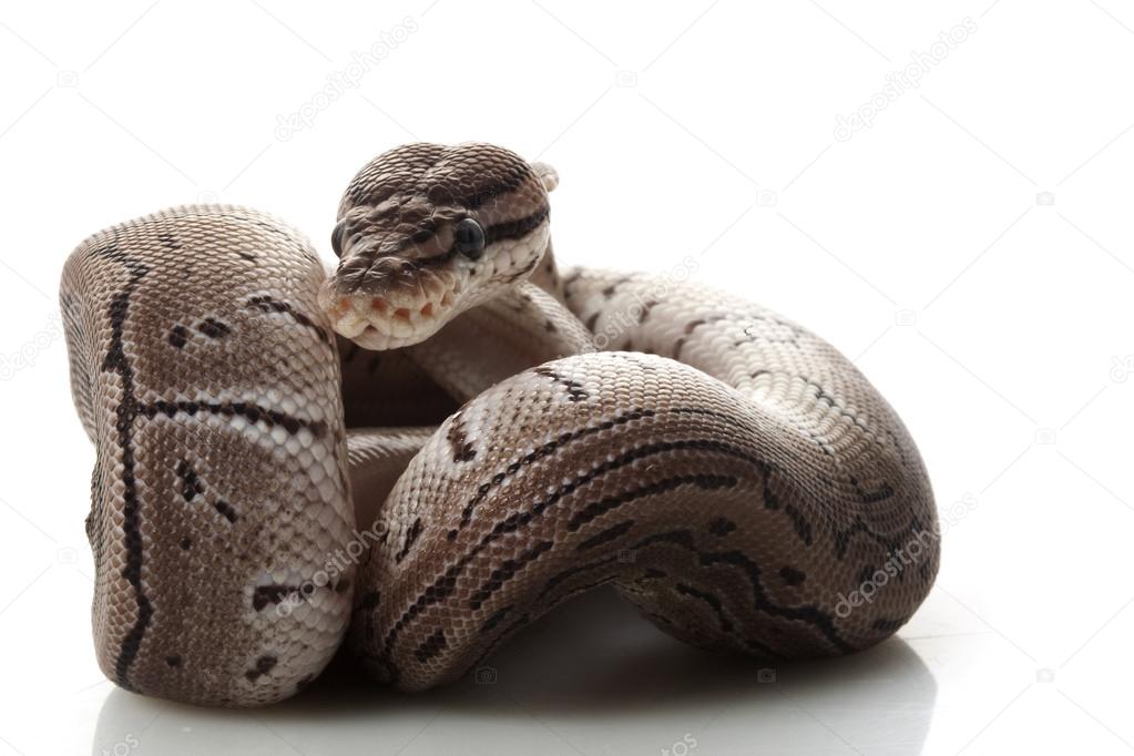 Axanthic pinstripe ball python Stock Photo by ©fivespots 25862953