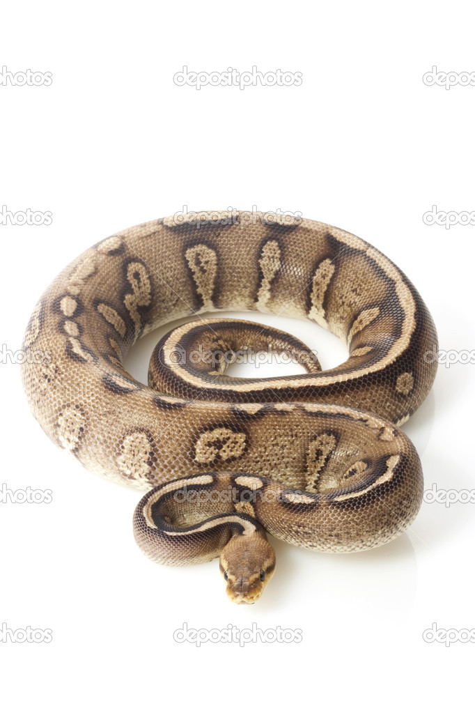 Pastel super chocolate ball python — Stock Photo © fivespots #25863297
