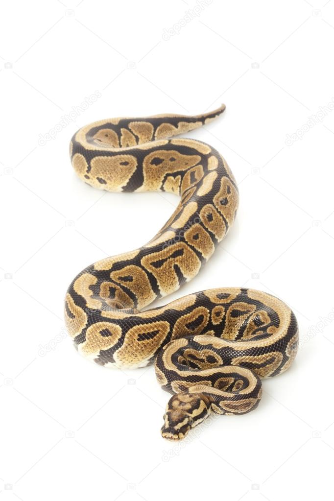 Spot nose ball python — Stock Photo © fivespots #25863375